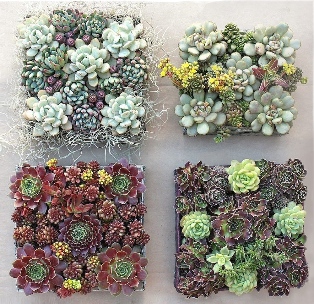 ELYSIAN Magazine | Best Tips & Tricks to Keep Succulents Alive