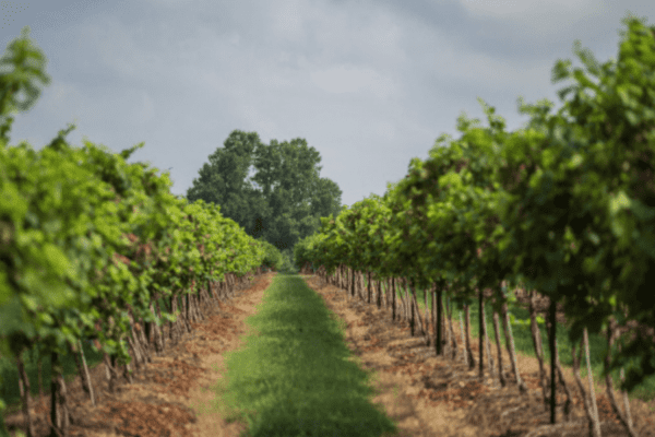ELYSIAN Magazine | Barefoot Ranch & The Reserve