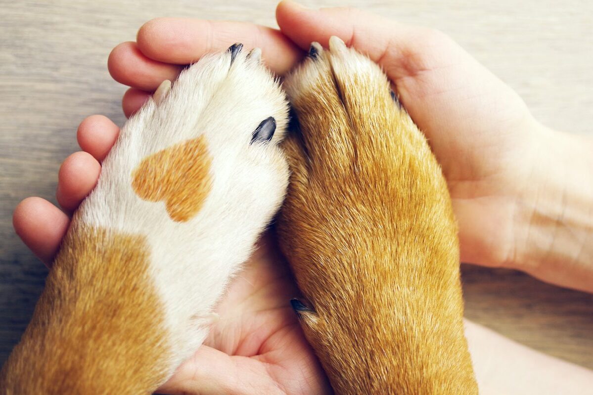 BISSELL Foundation: Why Shelters & Rescues Need Us So Badly Right Now ...