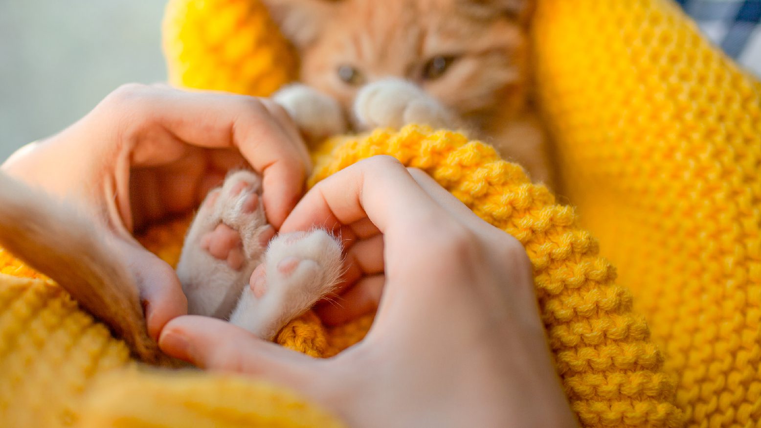 ELYSIAN Magazine | 5 Reasons you Need a Shelter Cat