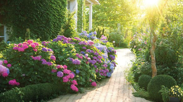 Cape Cod’s Hydrangea Magic: A Bloom to Remember - ELYSIAN Magazine