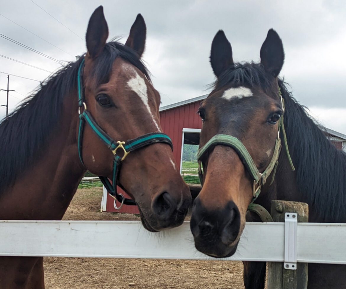 Forever Amber Acres: Where Horses and Veterans Heal One Another ...